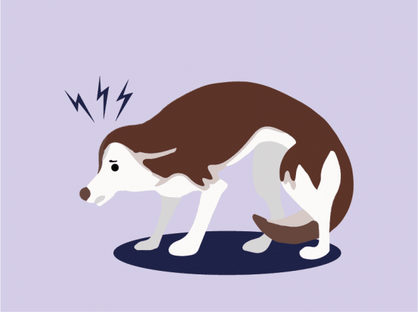 Identificación del dolor en perros y gatos - Cuas Formación Veterinaria