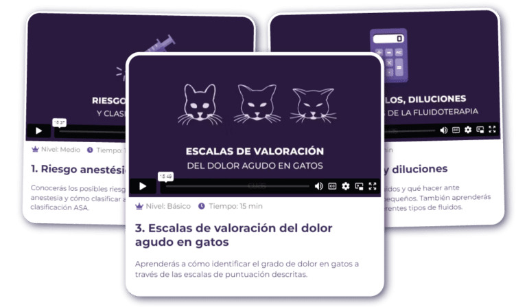 Letargo y debilidad en perros y gatos: Diagnóstico y tratamiento - Cuas ...