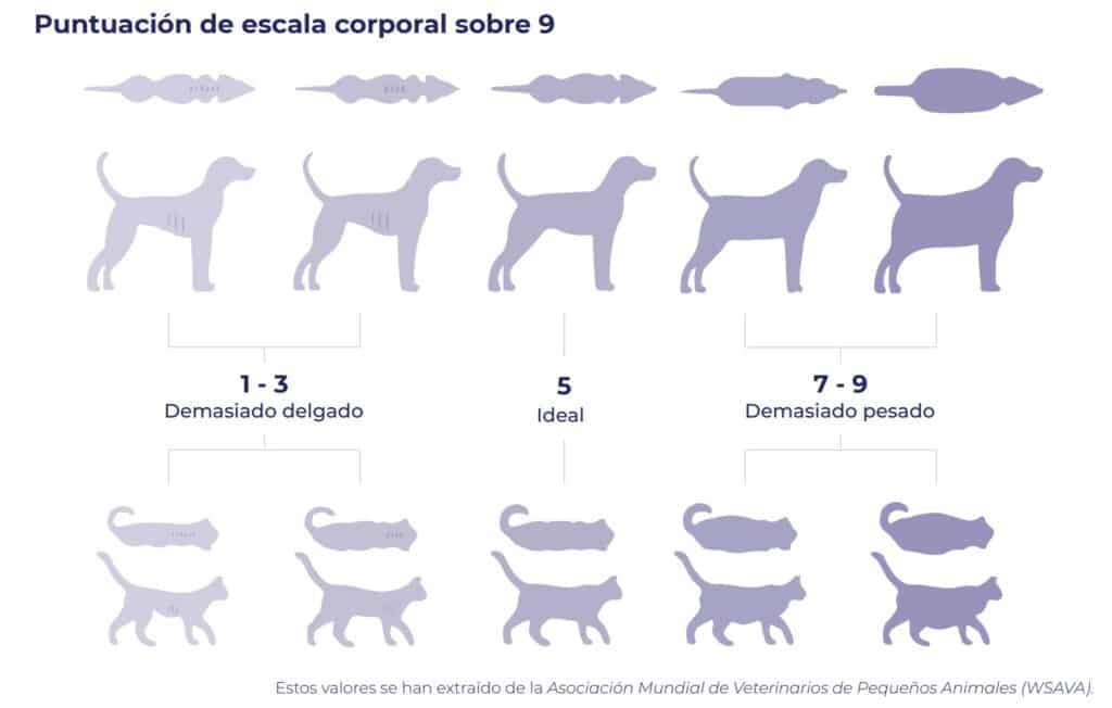 Valoración del riesgo anestésico en veterinaria - Clasificación ASA