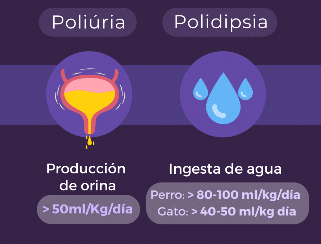 Poliuria-polidipsia: Todo sobre la orina en animales - Cuas Formación ...
