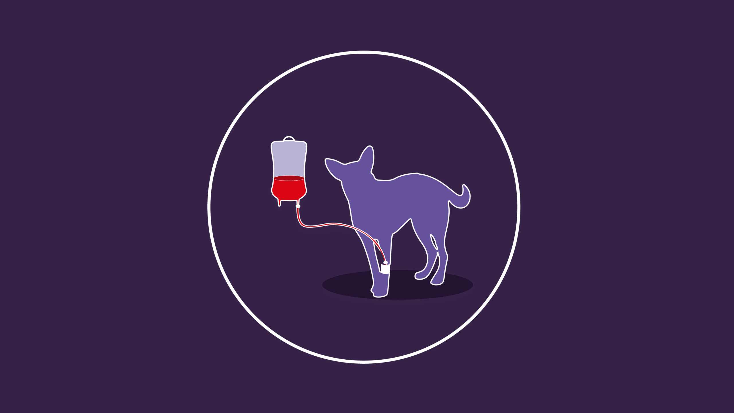 Transfusiones sanguíneas en perros y gatos: Todo lo que debes saber ...