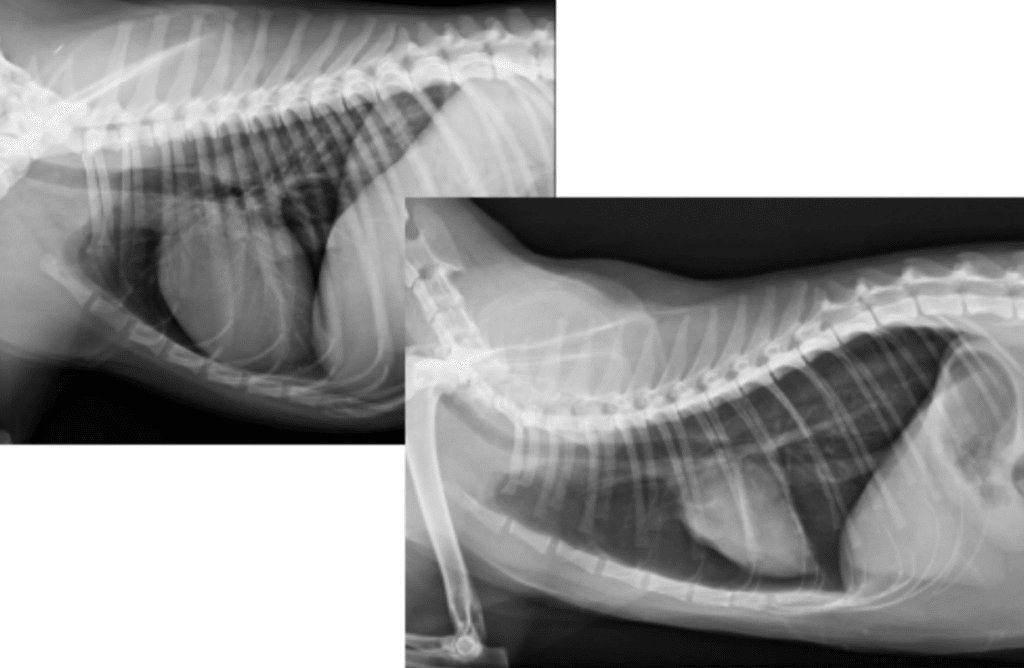 Radiografía de abdomen en animales: ¿En qué hay que fijarse? - Cuas ...
