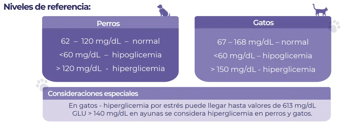 Diabetes mellitus: Qué es y qué problemas da en animales - Cuas ...