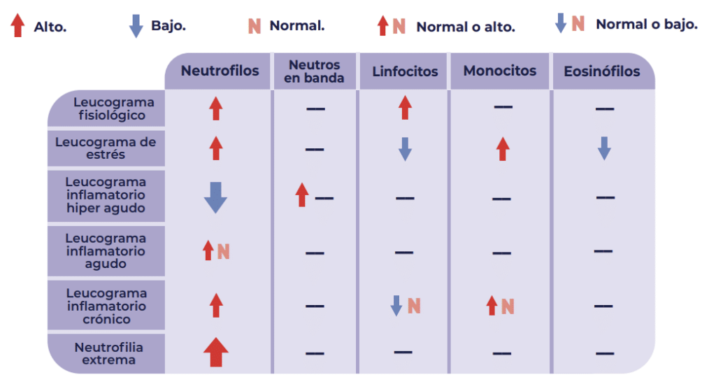 El leucograma de estrés: Qué es y cómo se diferencia de otros - Cuas ...