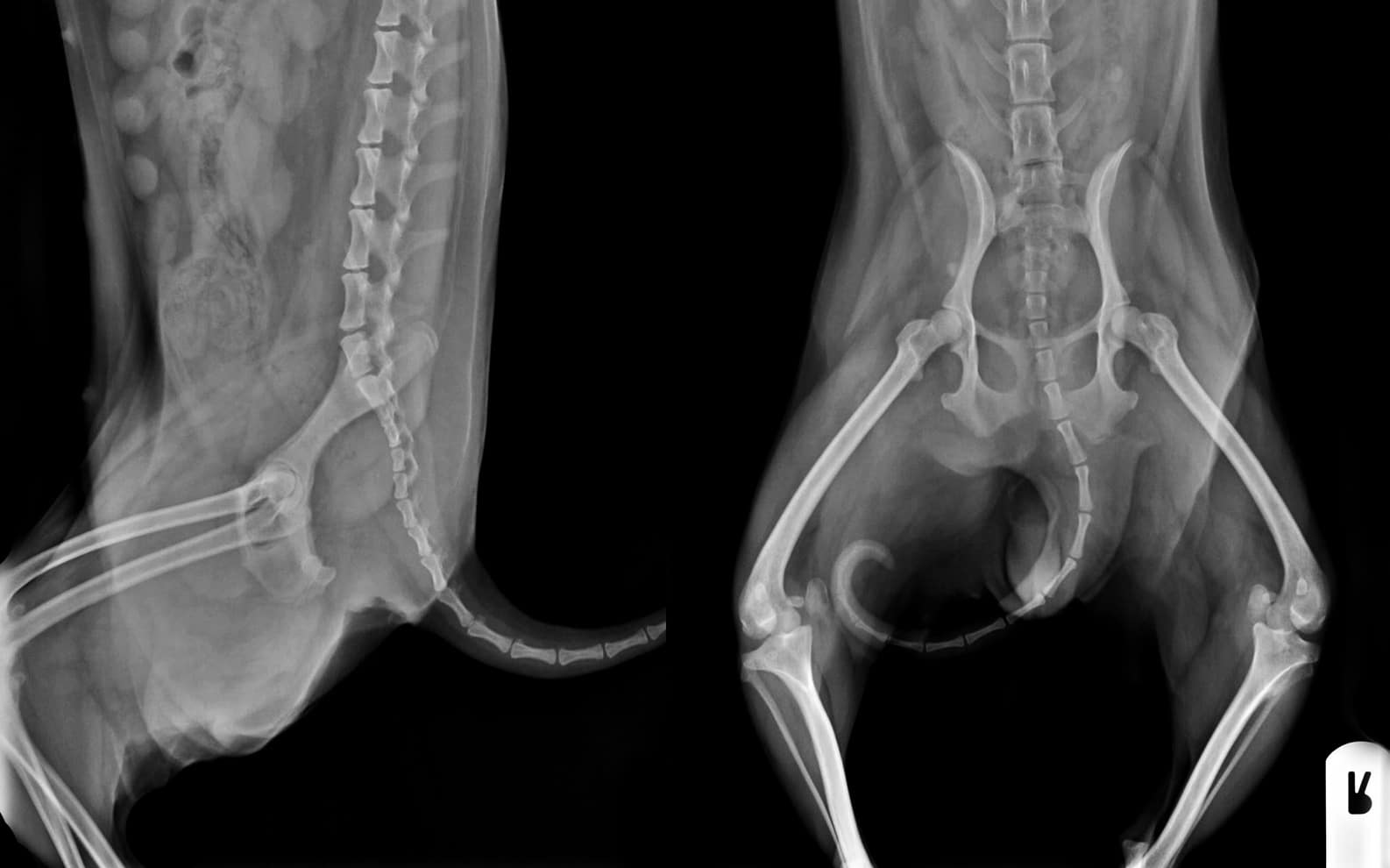 Todo lo que debes saber sobre la luxación de rótula en perros - Cuas ...