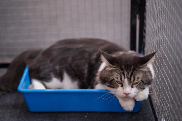 Vómitos crónicos en gatos: diagnóstico y tratamiento - Cuas Formación ...