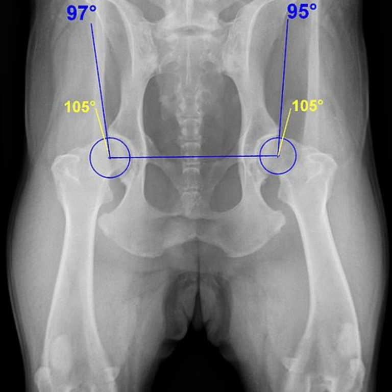 Cómo tratar de emergencia una fractura de cadera en perros - Cuas ...