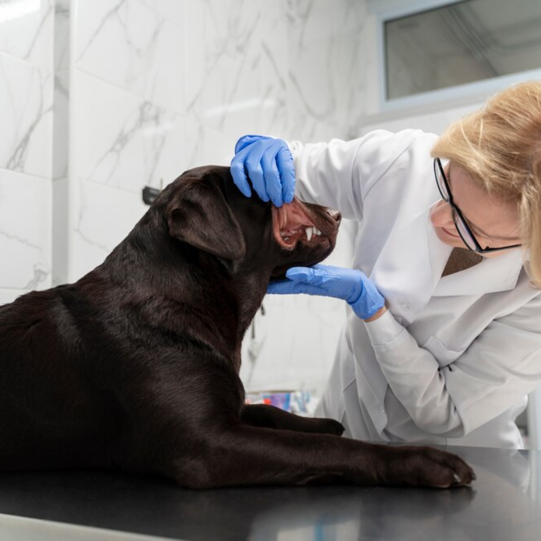 Cómo tratar a un animal con un animal con crisis de hipertermia - Cuas ...