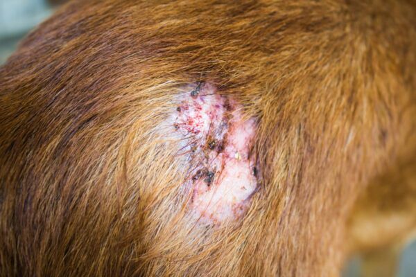 Manejo y tratamiento de la sarna en perros y gatos - Cuas Formación ...