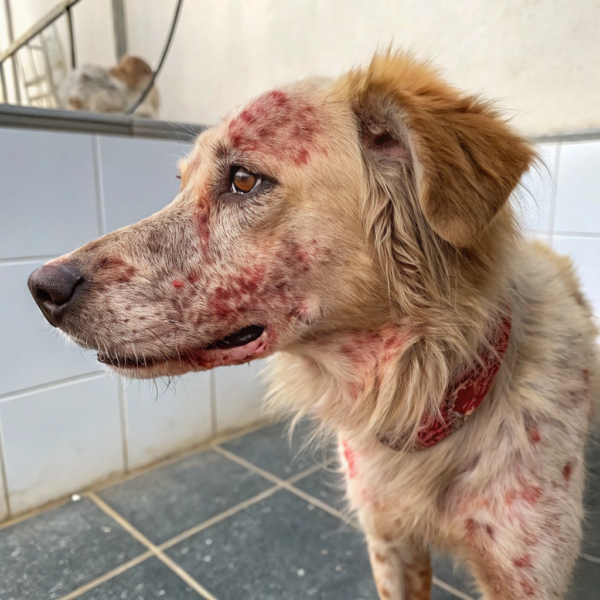 Pioderma en perros: diagnóstico y tratamiento - Cuas Formación Veterinaria